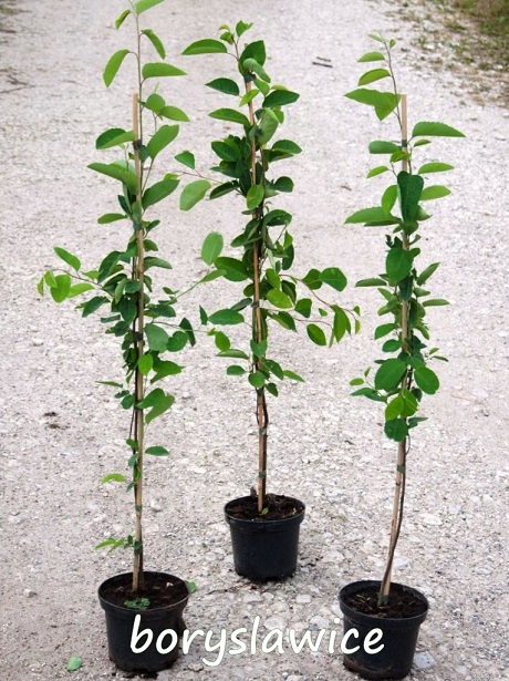 Świdośliwa Lamarcka (Amelanchier) Szkółka Drzew i Krzewów Borysławice