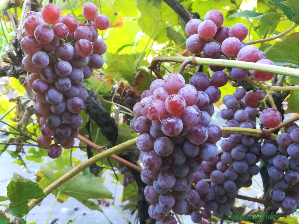 Winorośl 'Reliance' (Vitis) Szkółka Drzew i Krzewów Borysławice
