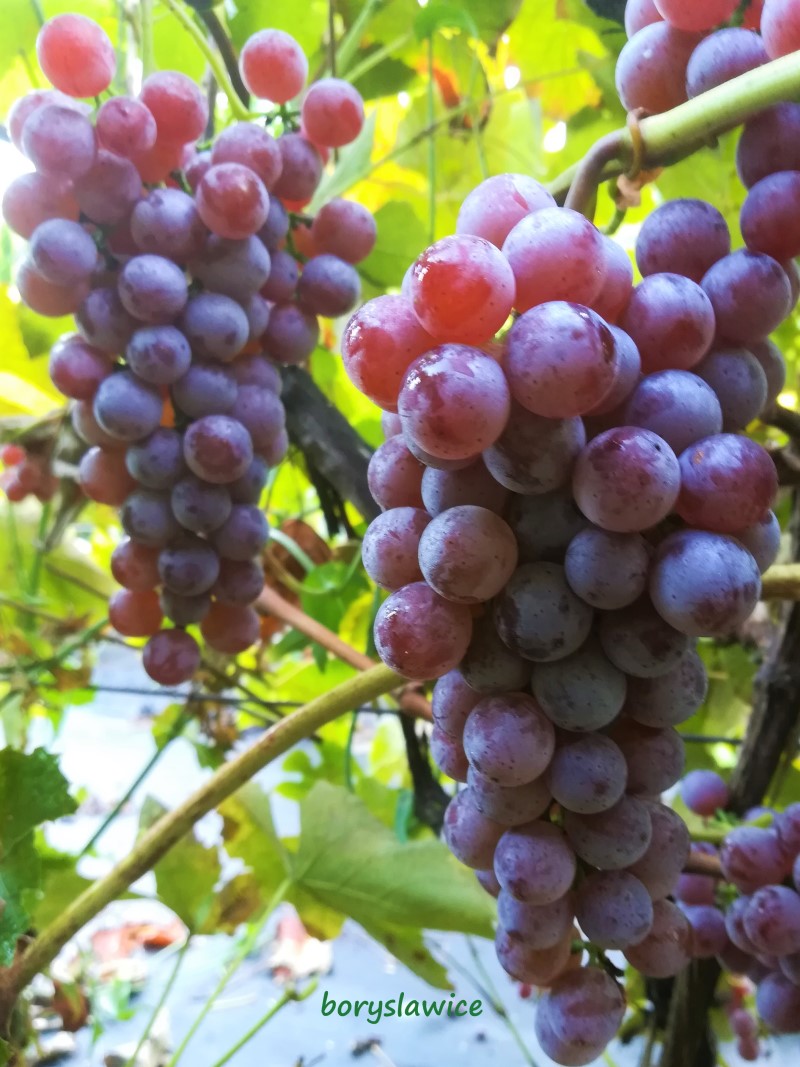 Winorośl 'Canadice' (Vitis) Szkółka Drzew i Krzewów Borysławice