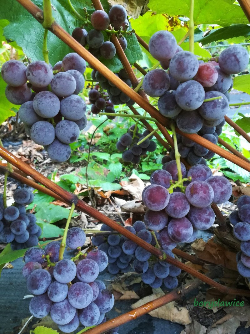 Winorośl 'Konkord Rosyjski' (Vitis) Szkółka Drzew i Krzewów Borysławice