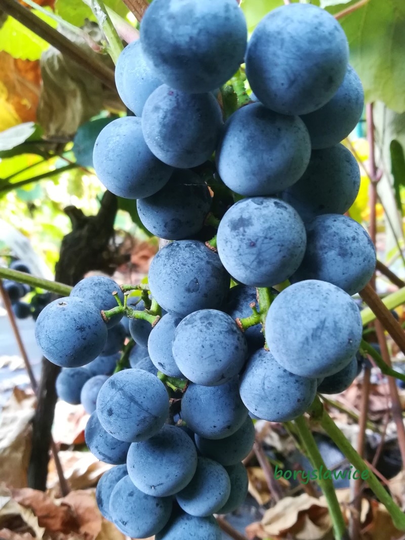 Winorośl 'Alwood' (Vitis) Szkółka Drzew i Krzewów Borysławice