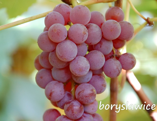 Winorośl 'Canadice' (Vitis) Szkółka Drzew i Krzewów Borysławice