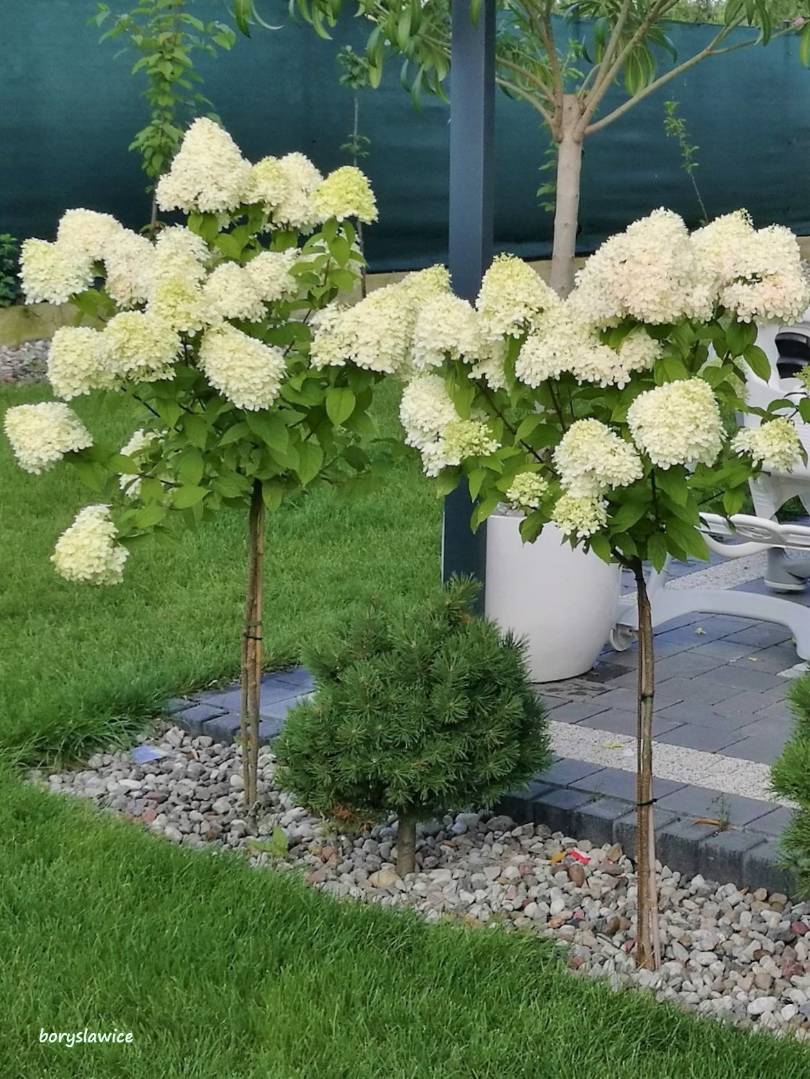 Hortensja bukietowa 'Biała Pełna' na pniu (Hydrangea) Szkółka Drzew i ...