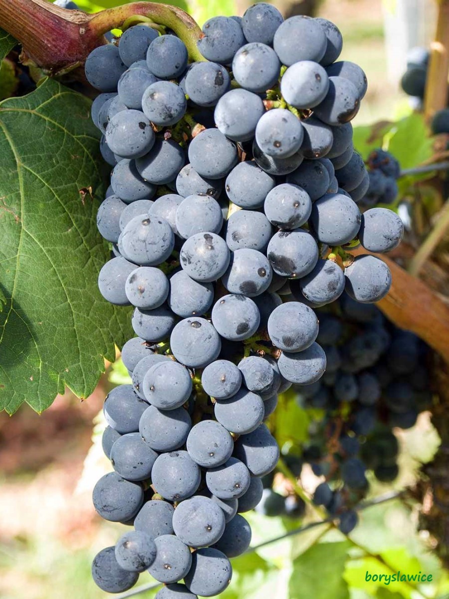 Winorośl 'Leon Millot' (Vitis) Szkółka Drzew i Krzewów Borysławice